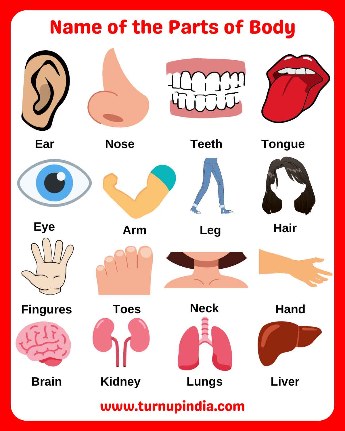 Human Body Parts Name in English with Picture - Turn up India